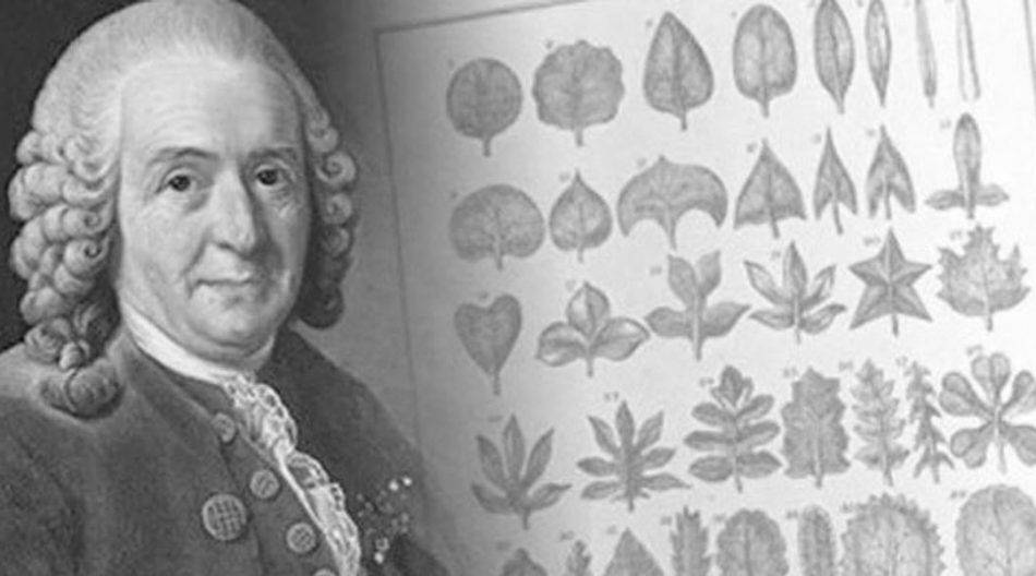 El naixement del Sistema natural de Carlos Linneo - ecoceutics